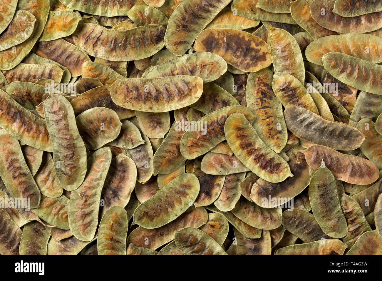 Senna pods hi-res stock photography and images - Alamy
