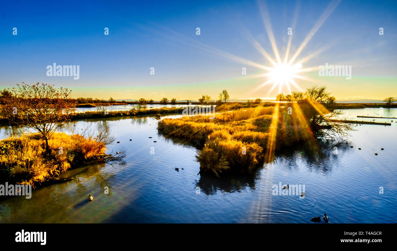 Ladner wildlife hi-res stock photography and images - Alamy