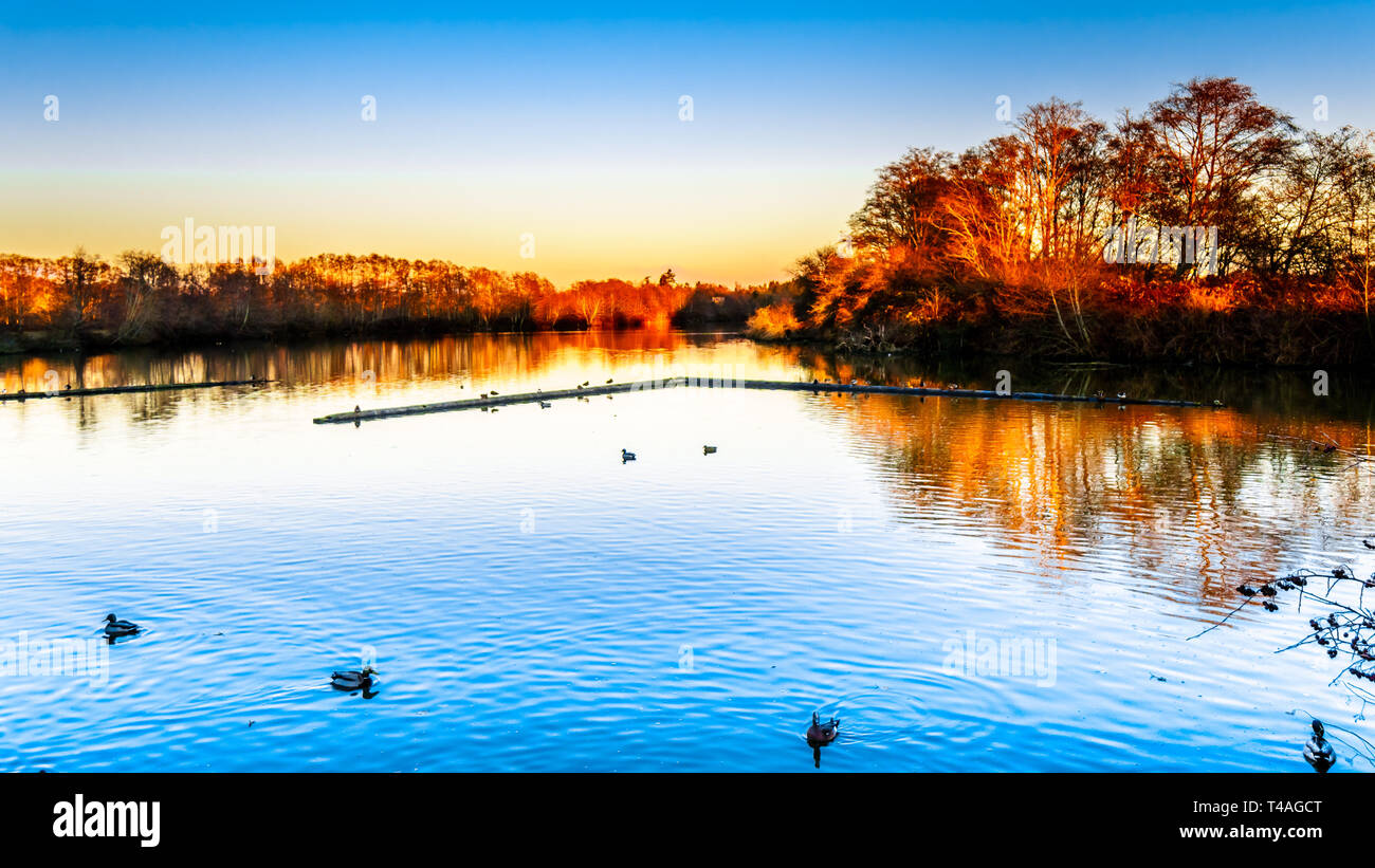 Winter Sunset over a lagoon in the Reifel Bird Sanctuary in the Alaksen ...