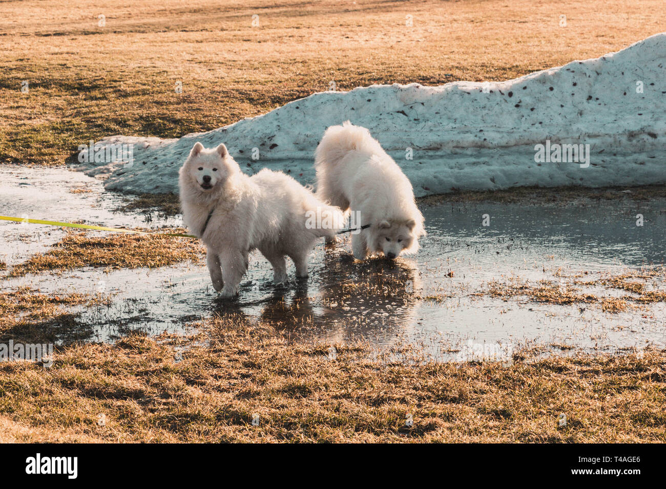 Melt water hi-res stock photography and images - Alamy