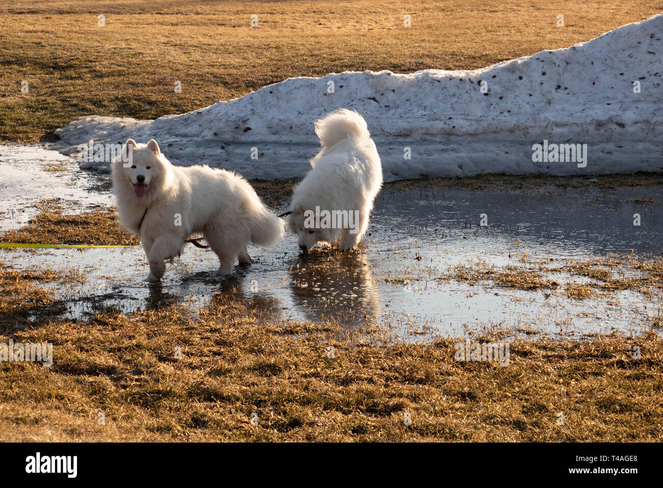 Two Samoyed dogs playing in melt water next to a snow pile in April ...