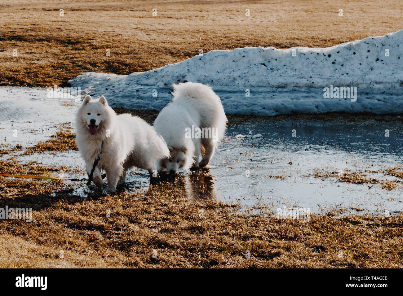Two Samoyed dogs playing in melt water next to a snow pile in April ...