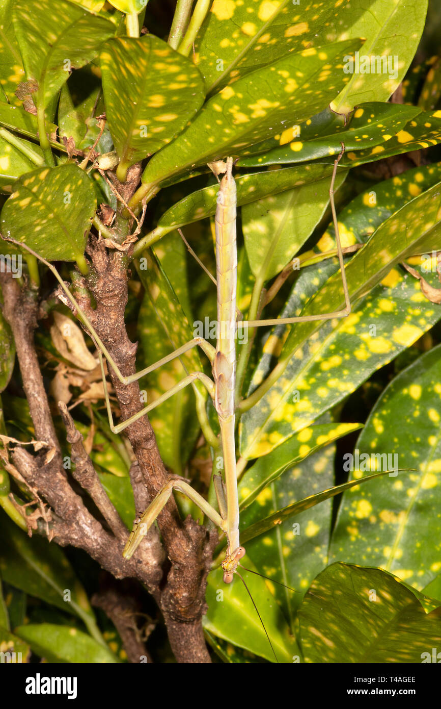 Australian praying mantis hi-res stock photography and images - Alamy