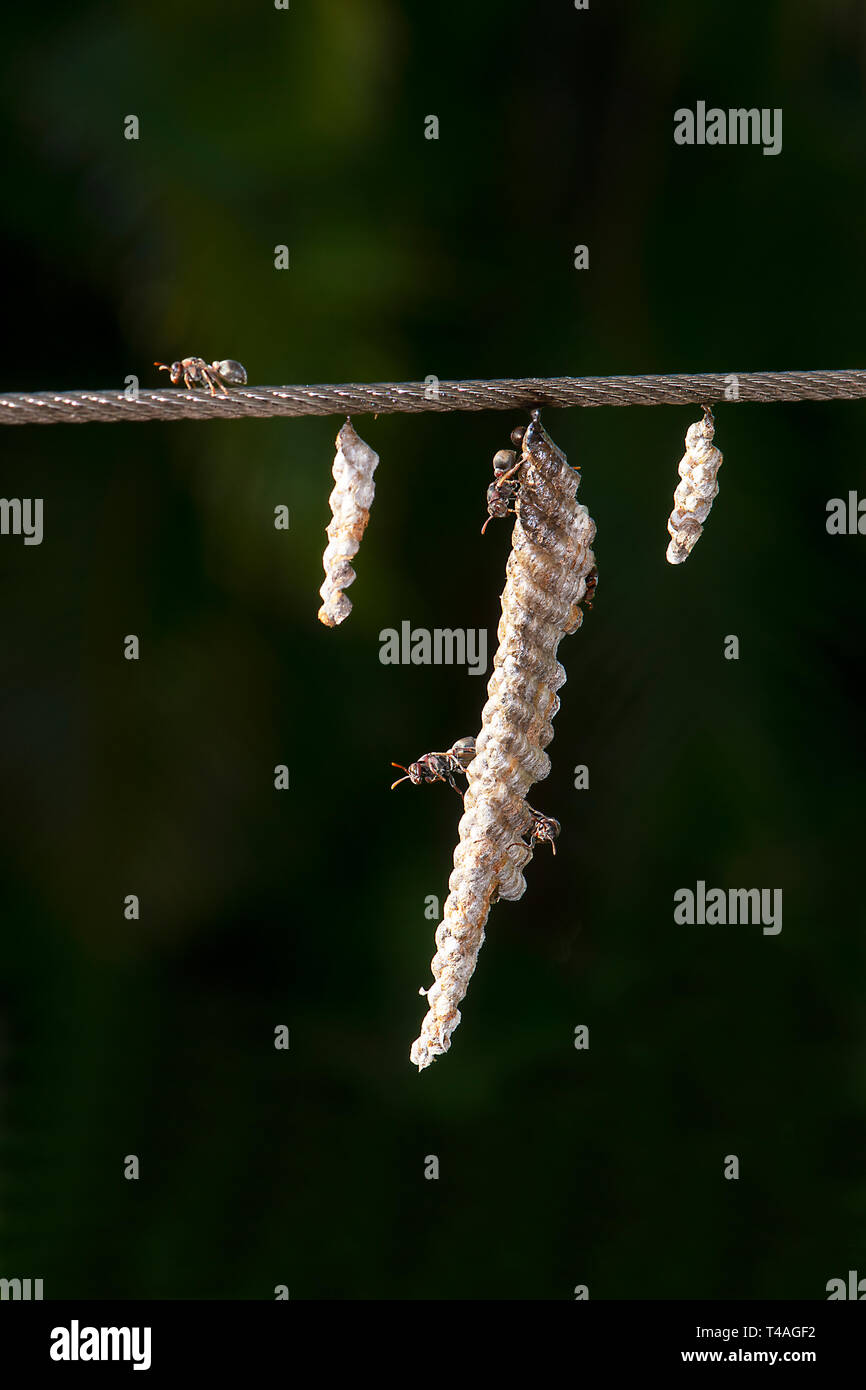 Paper wasp nest australia hi-res stock photography and images - Alamy