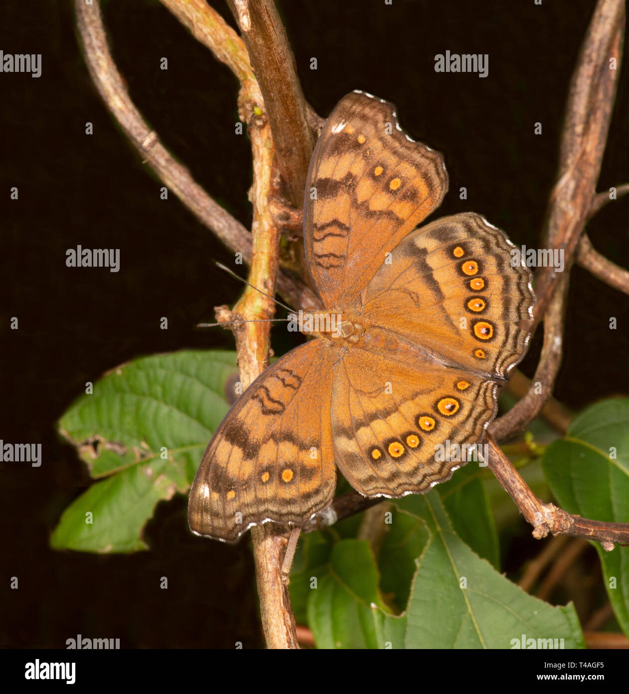 Brown soldier junonia hedonia hi-res stock photography and images - Alamy
