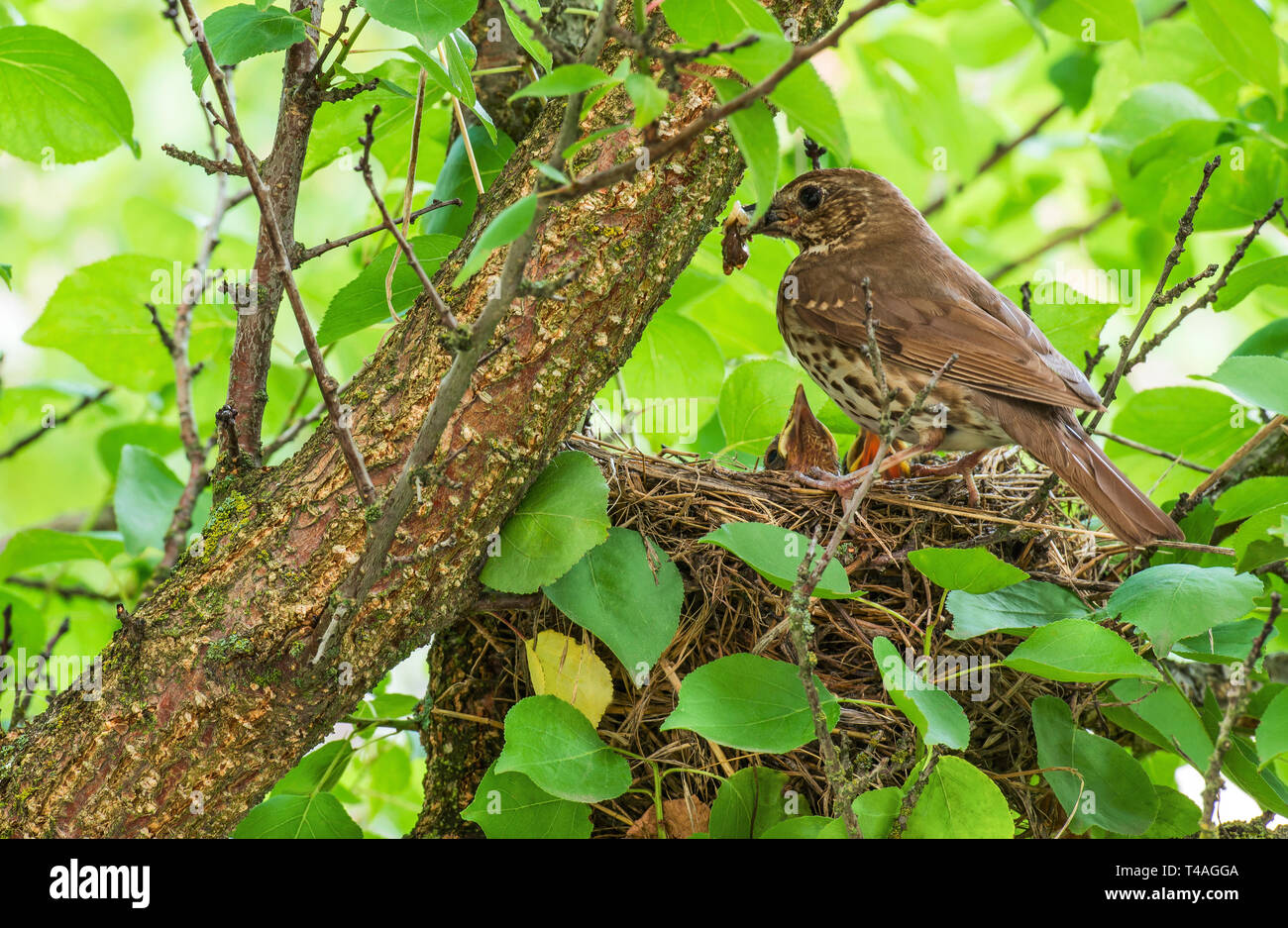 Song thrush chick hi-res stock photography and images - Alamy