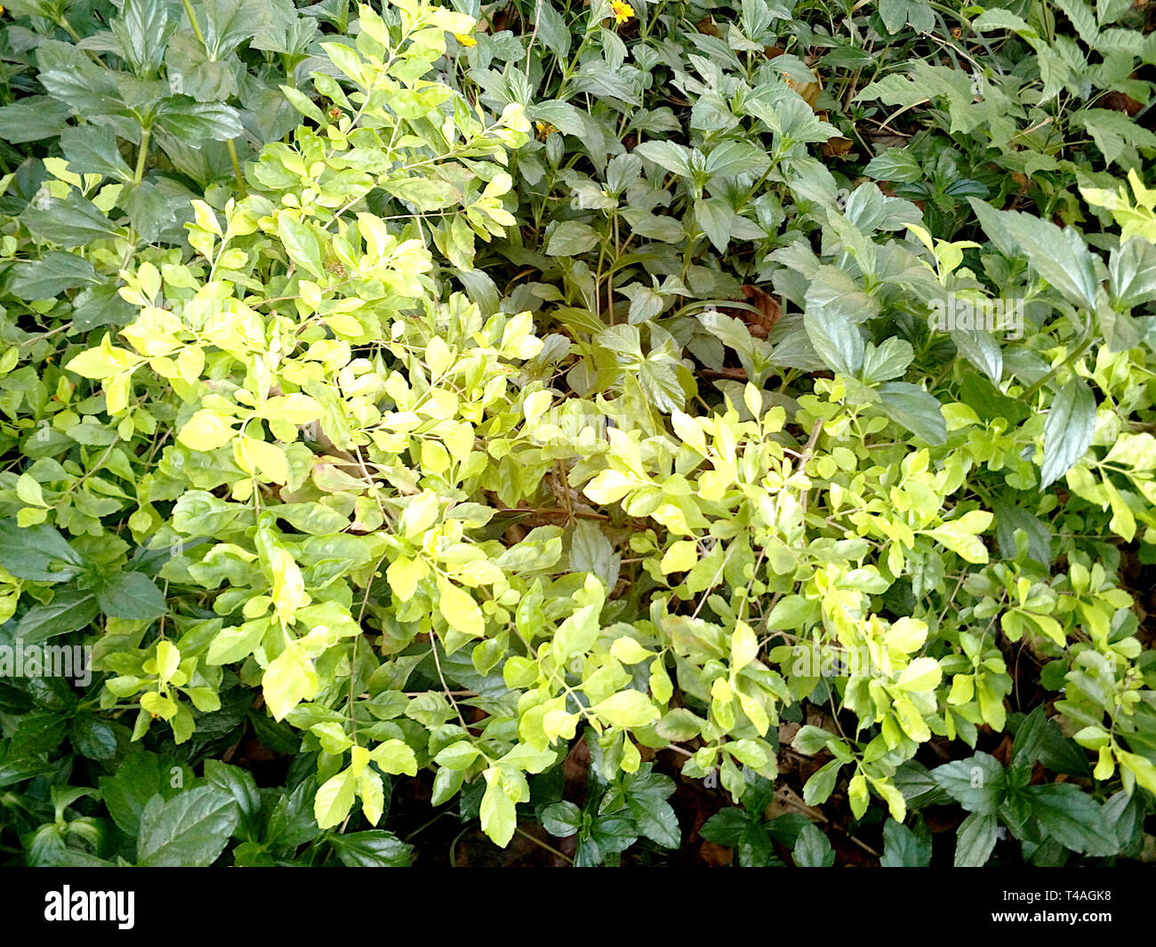 View of twin shade foliage with dark green and light green color Stock ...