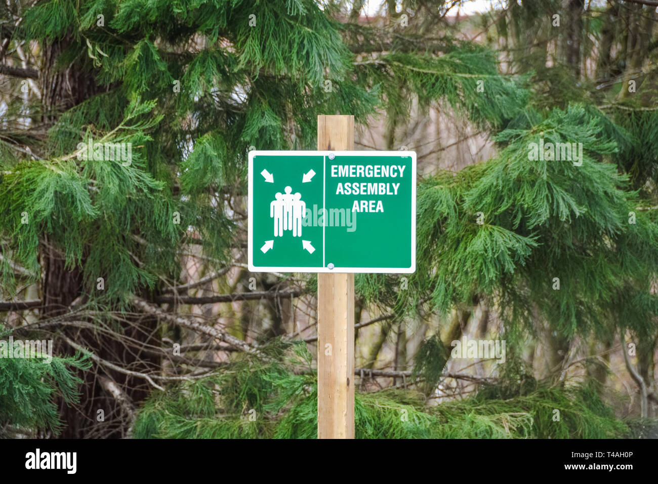 Emergency assembly area sign on fir needle background Stock Photo - Alamy