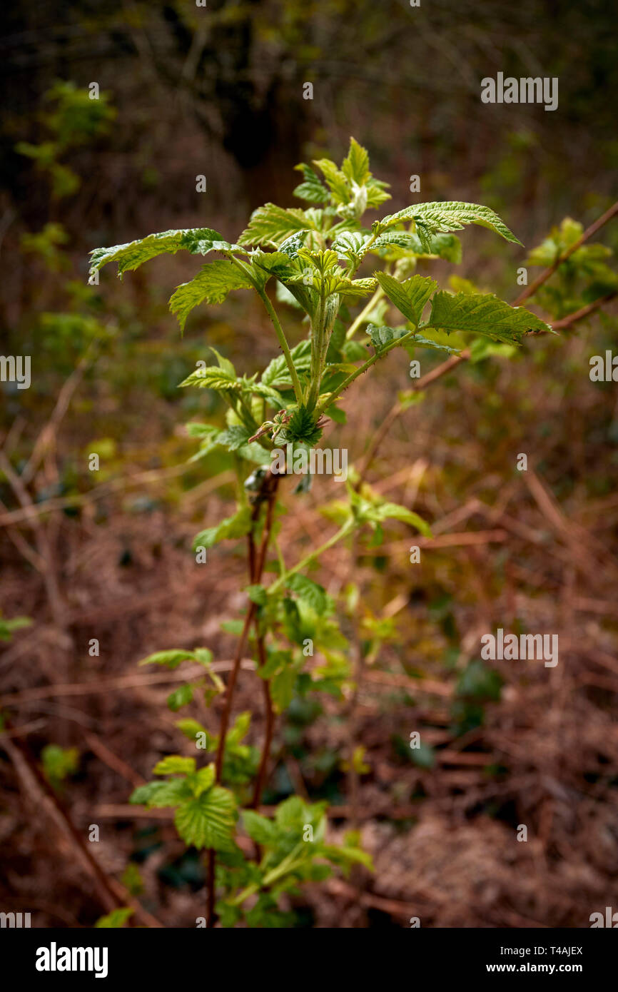 Young gorse plant radiating in the spring sunshine of Surrey, England ...