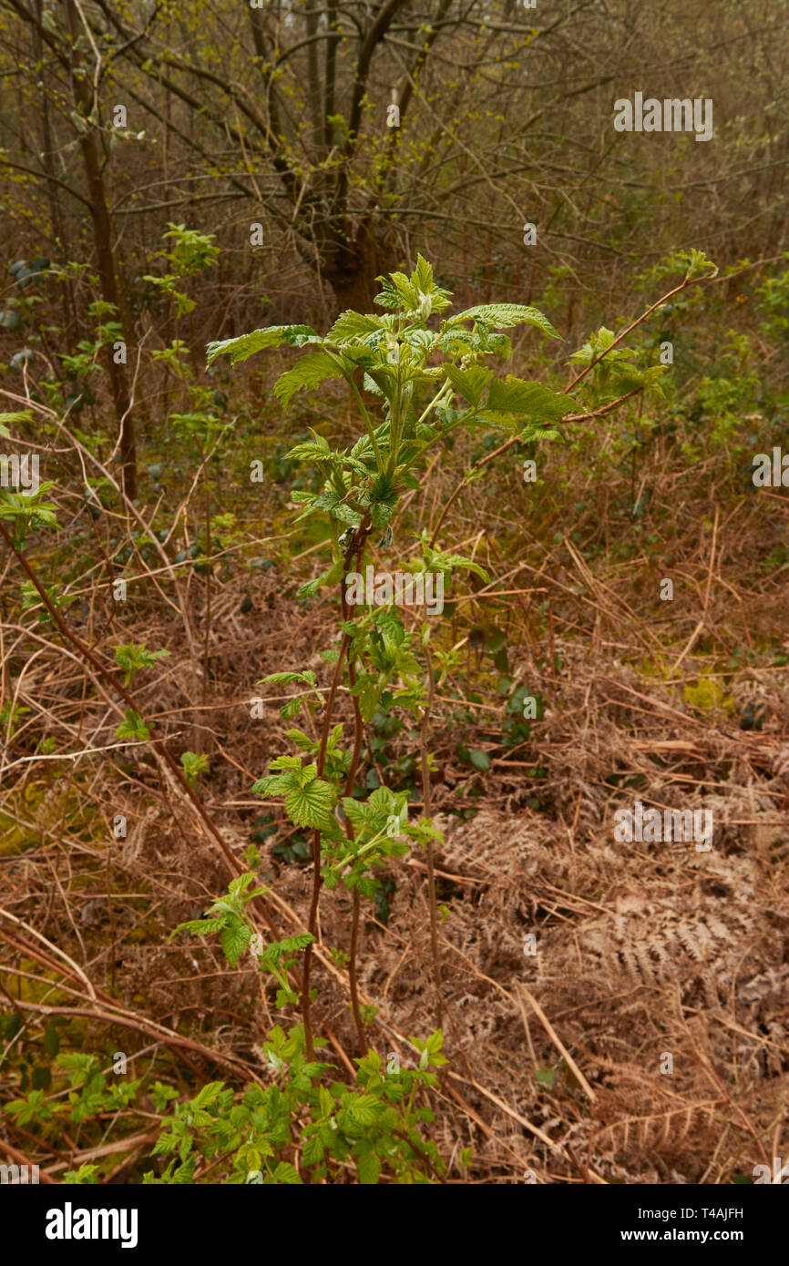 Gorse regrowth hi-res stock photography and images - Alamy