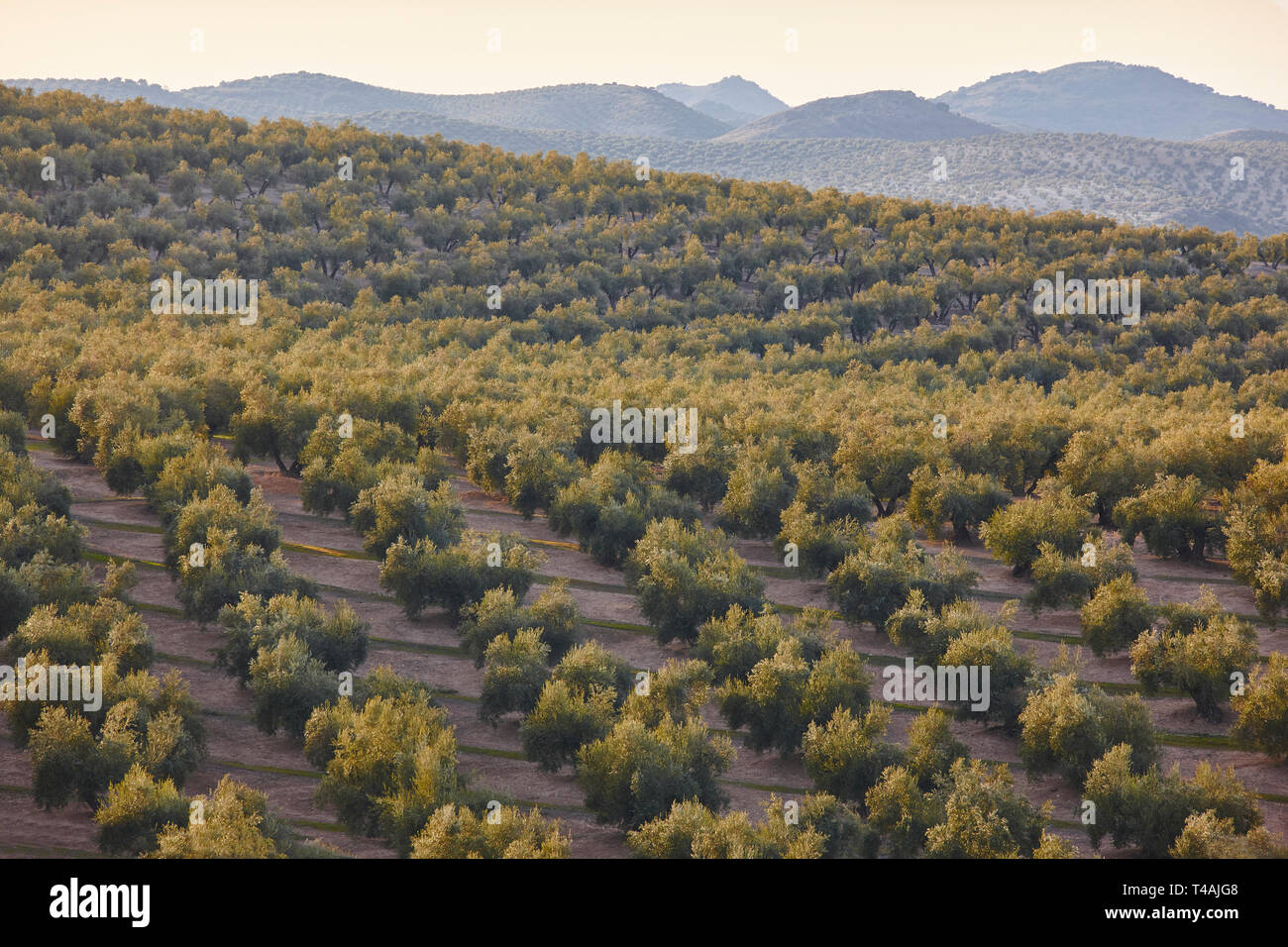 Olive tree fields in Andalusia. Spanish agricultural harvest landscape ...