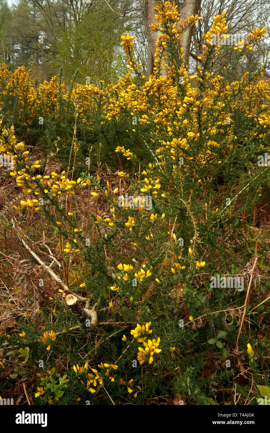 Flowering gorse bush in an english spring park Stock Photo - Alamy