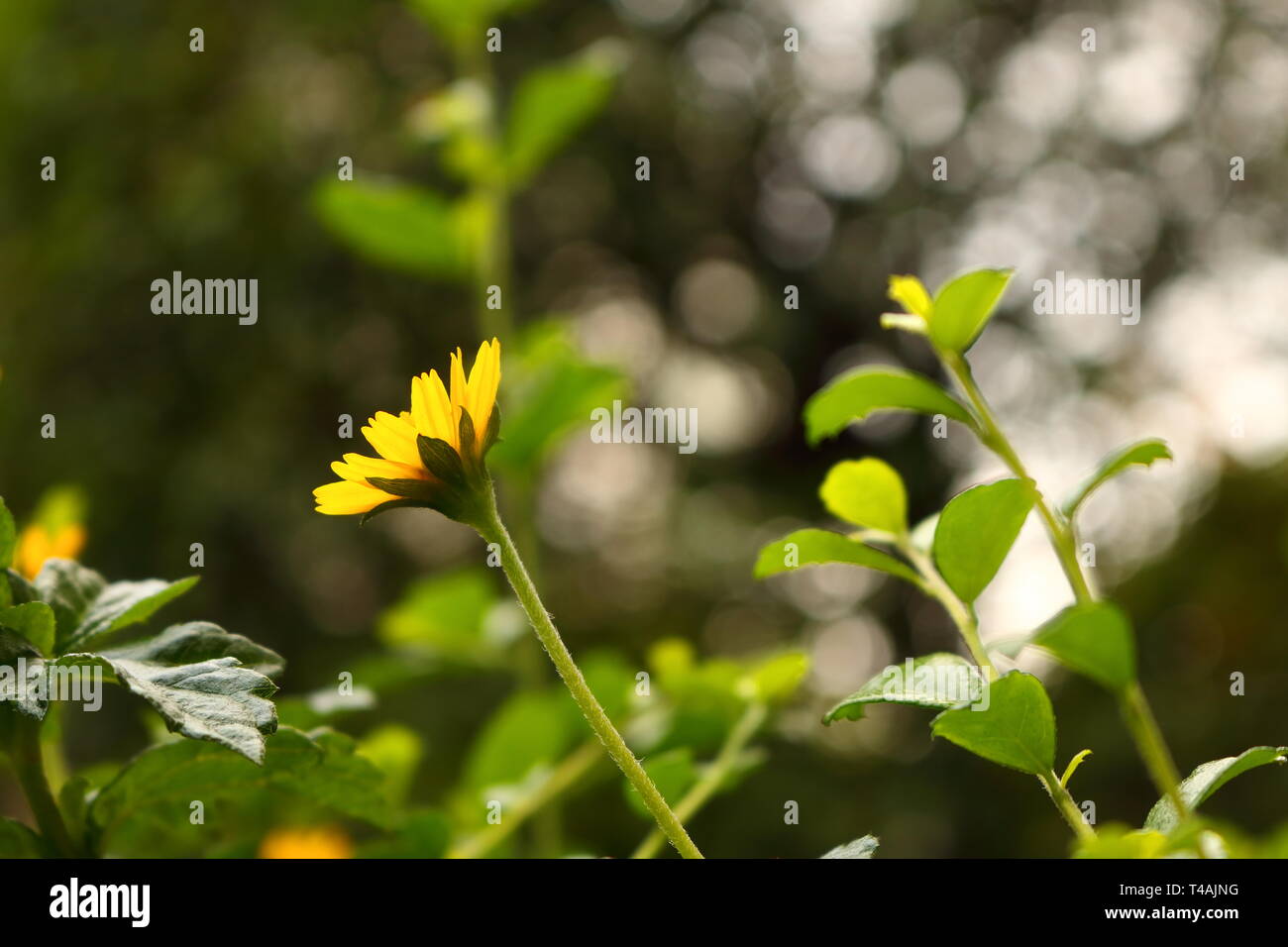 Creeping daisy flower hi-res stock photography and images - Alamy