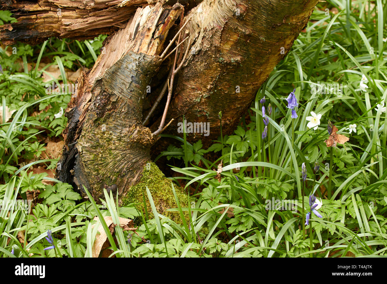 Wood Anemone and fresh tree stump on a spring woodland floor in England ...