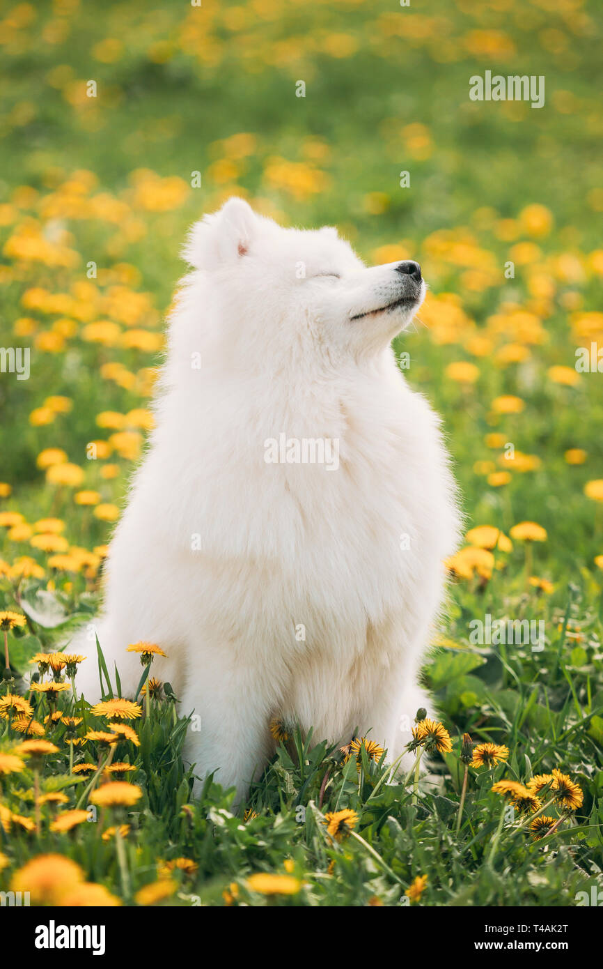 Funny Young Happy Smiling White Samoyed Dog Or Bjelkier, Sammy Sit ...