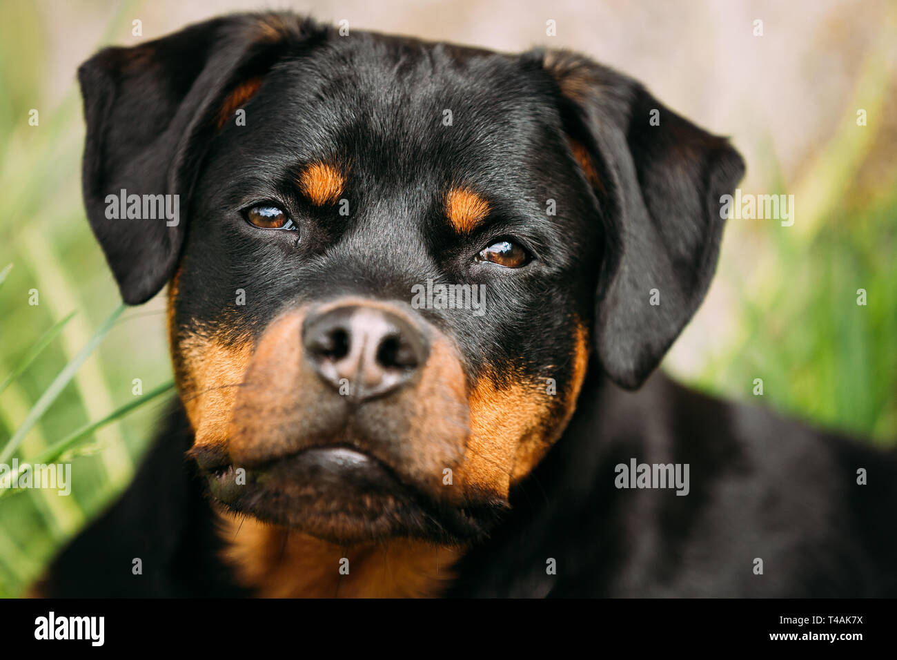 Close up rottweiler puppy hi-res stock photography and images - Alamy