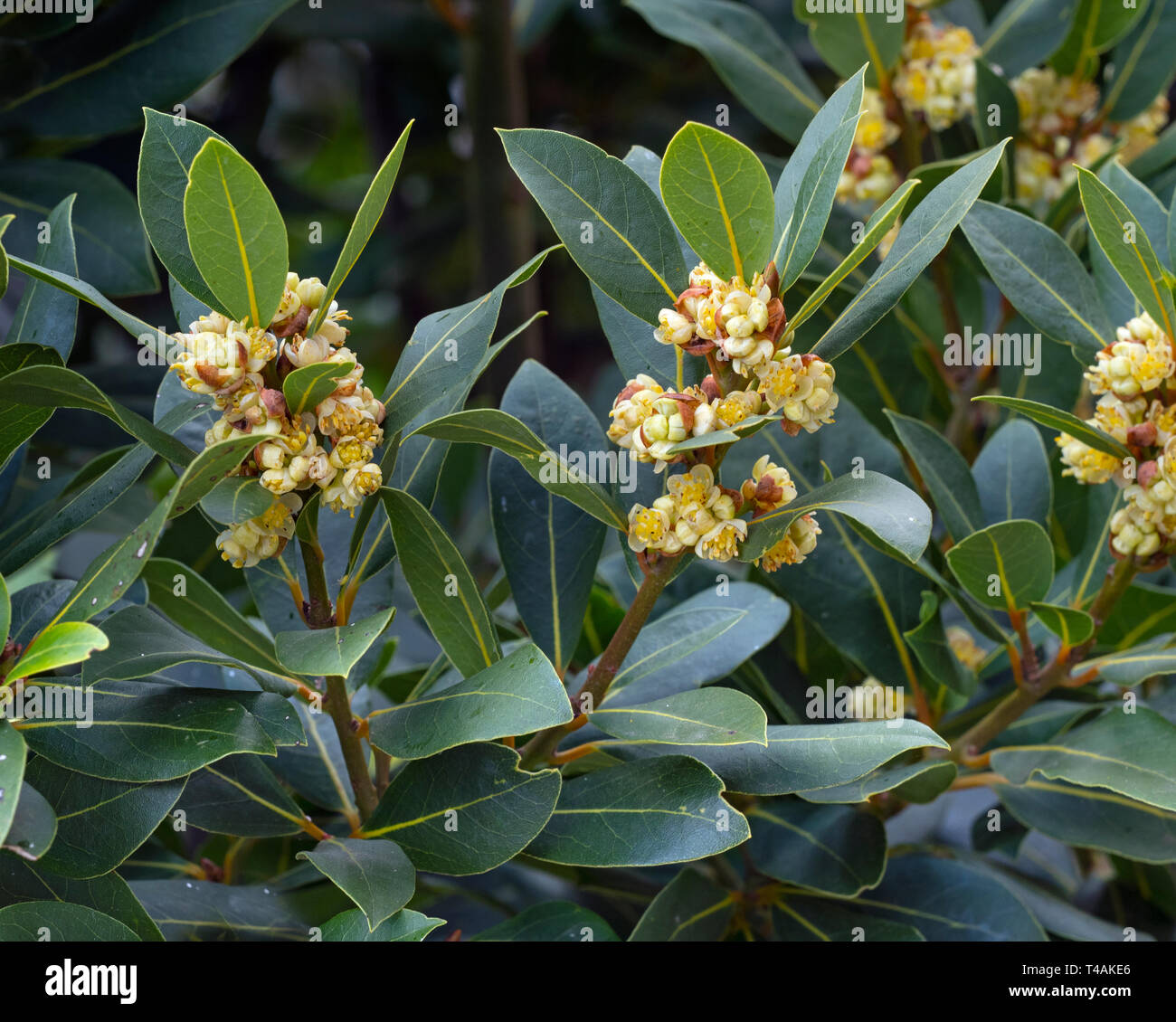 Bay laurel shrub hi-res stock photography and images - Alamy