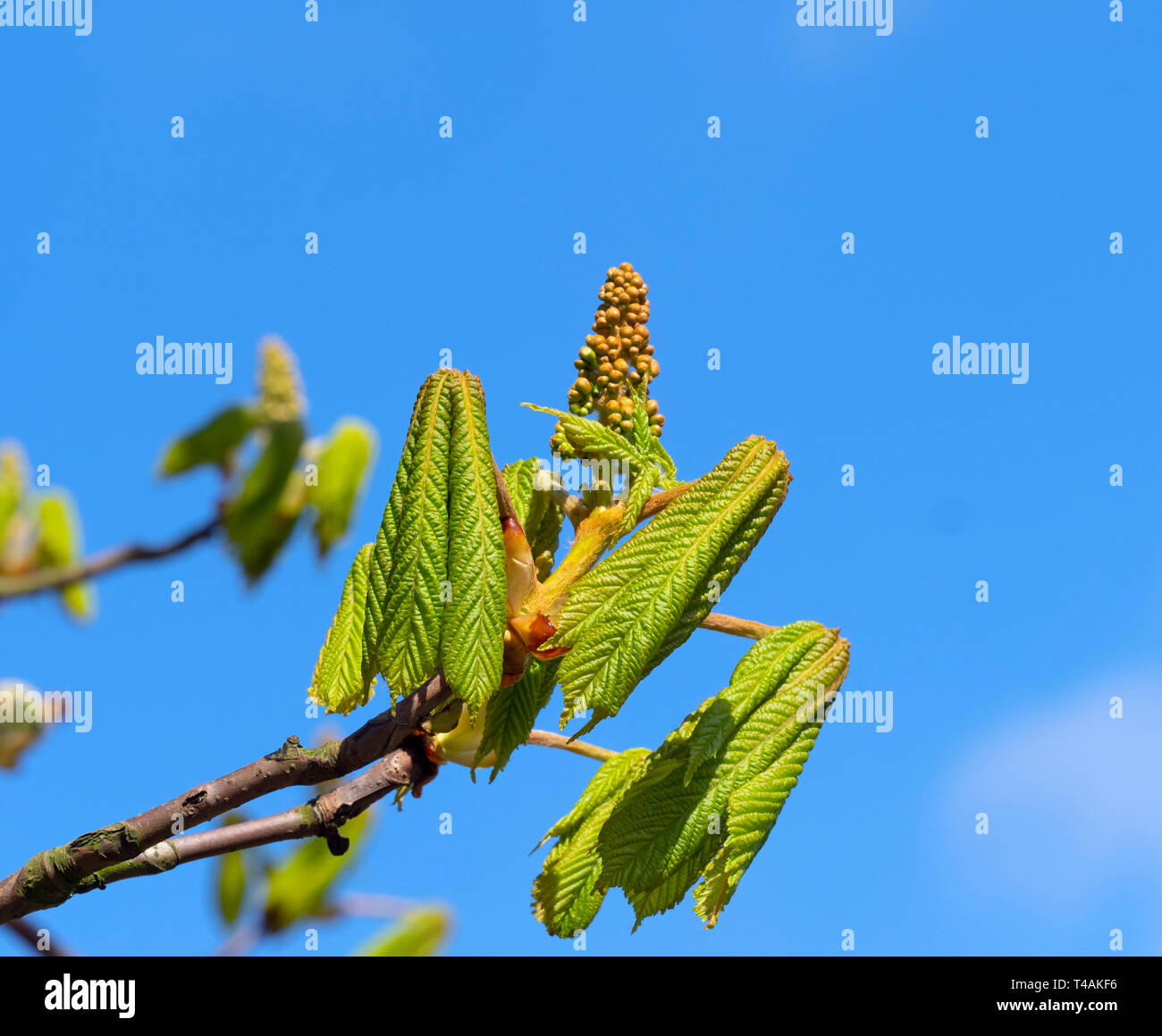 New leaves growing out tree hi-res stock photography and images - Alamy