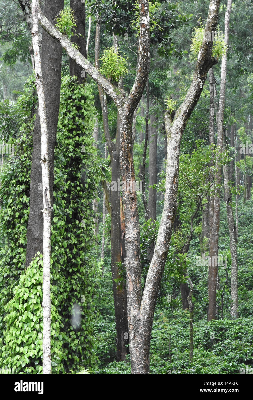 Tall green wild plants hi-res stock photography and images - Alamy