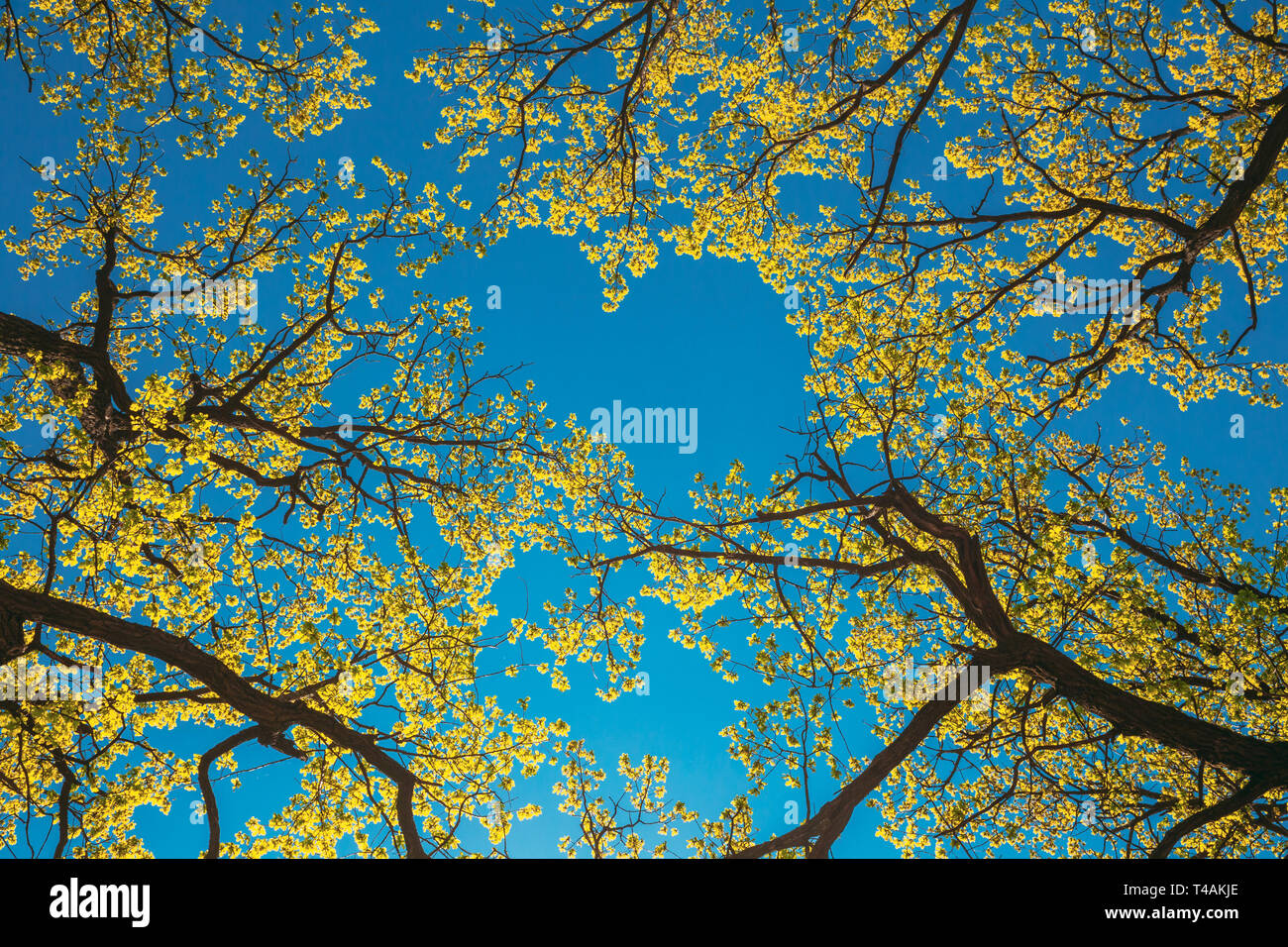 Canopy Of Tall Oak Trees With Young Spring Foliage Leaves. Spring Upper ...