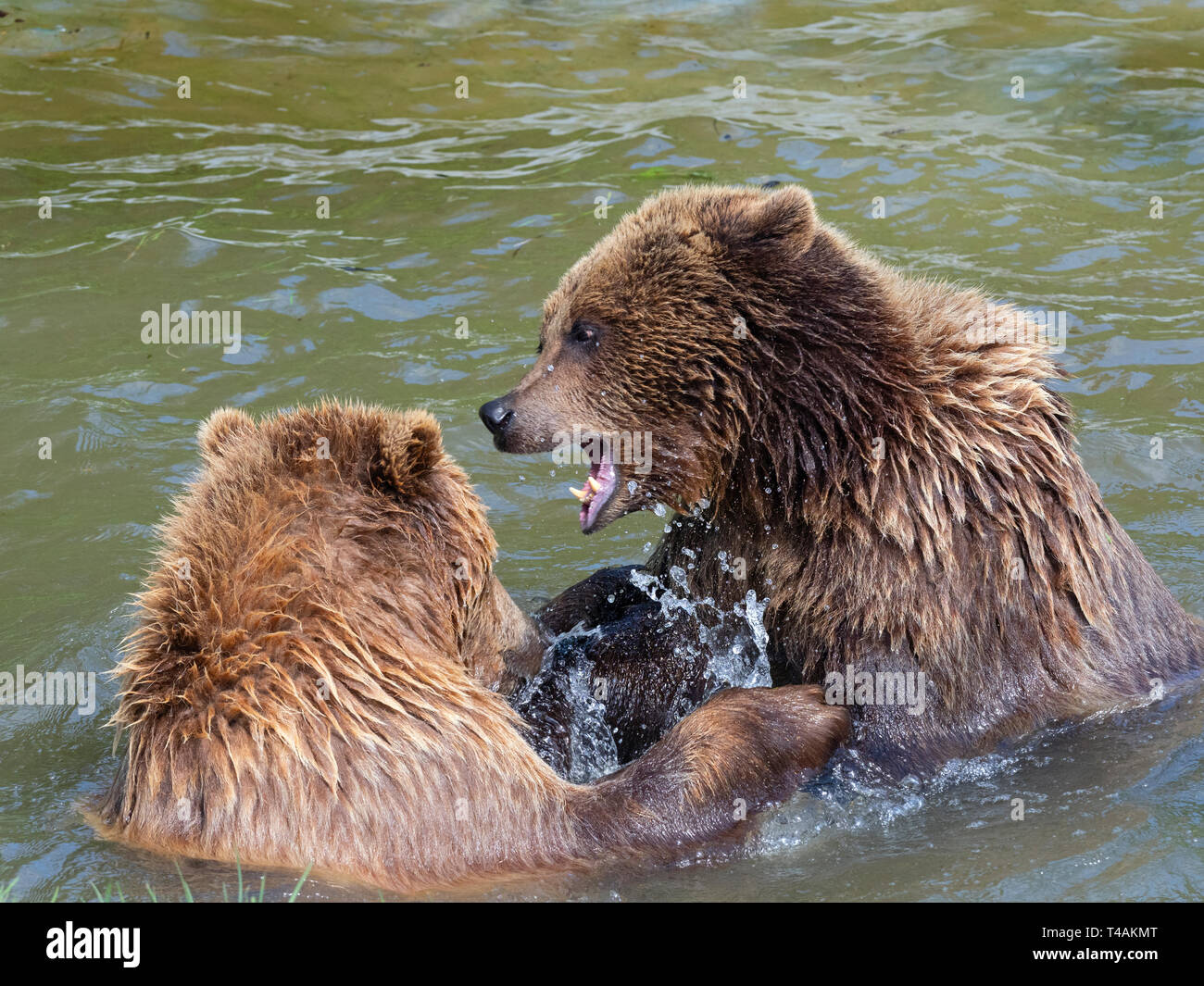 Brown bears Ursus arctos play fighting Captive portrait Stock Photo - Alamy