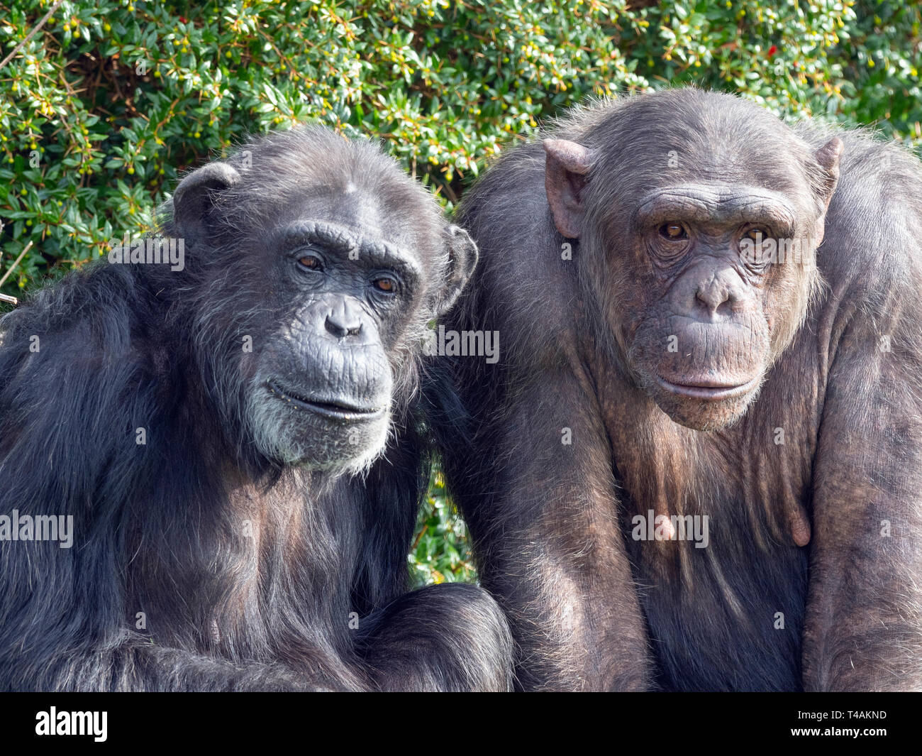 Chimpanzee Pan troglodytes portrait captive mammal Stock Photo - Alamy