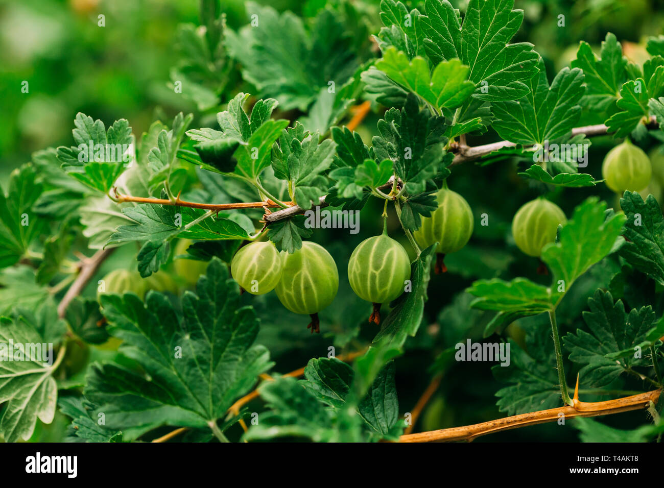 Gooseberry plant hi-res stock photography and images - Alamy