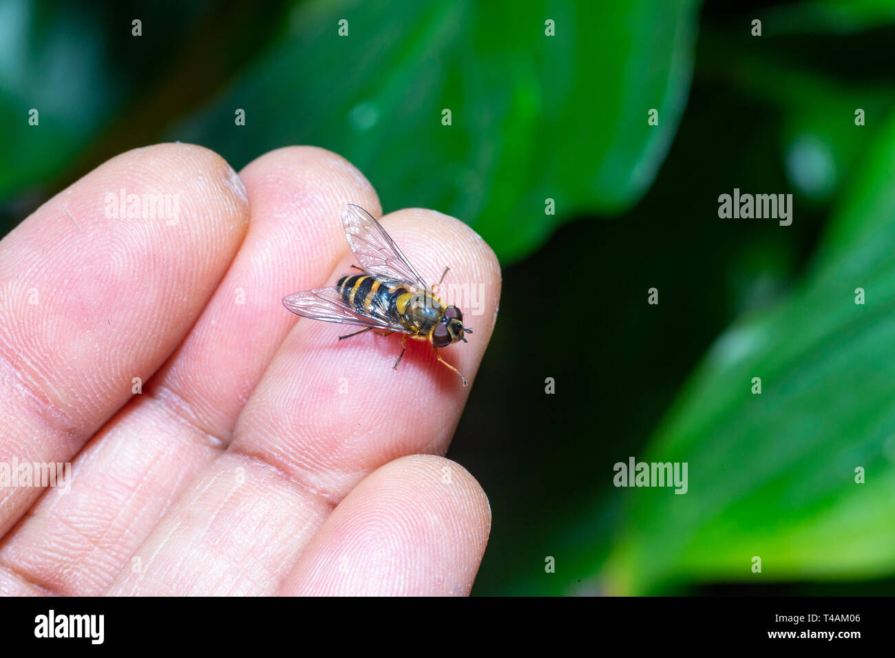 Human hamd hi-res stock photography and images - Alamy