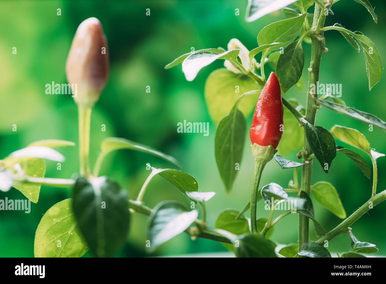 Sprout plant pepper vegetable grow hi-res stock photography and images ...