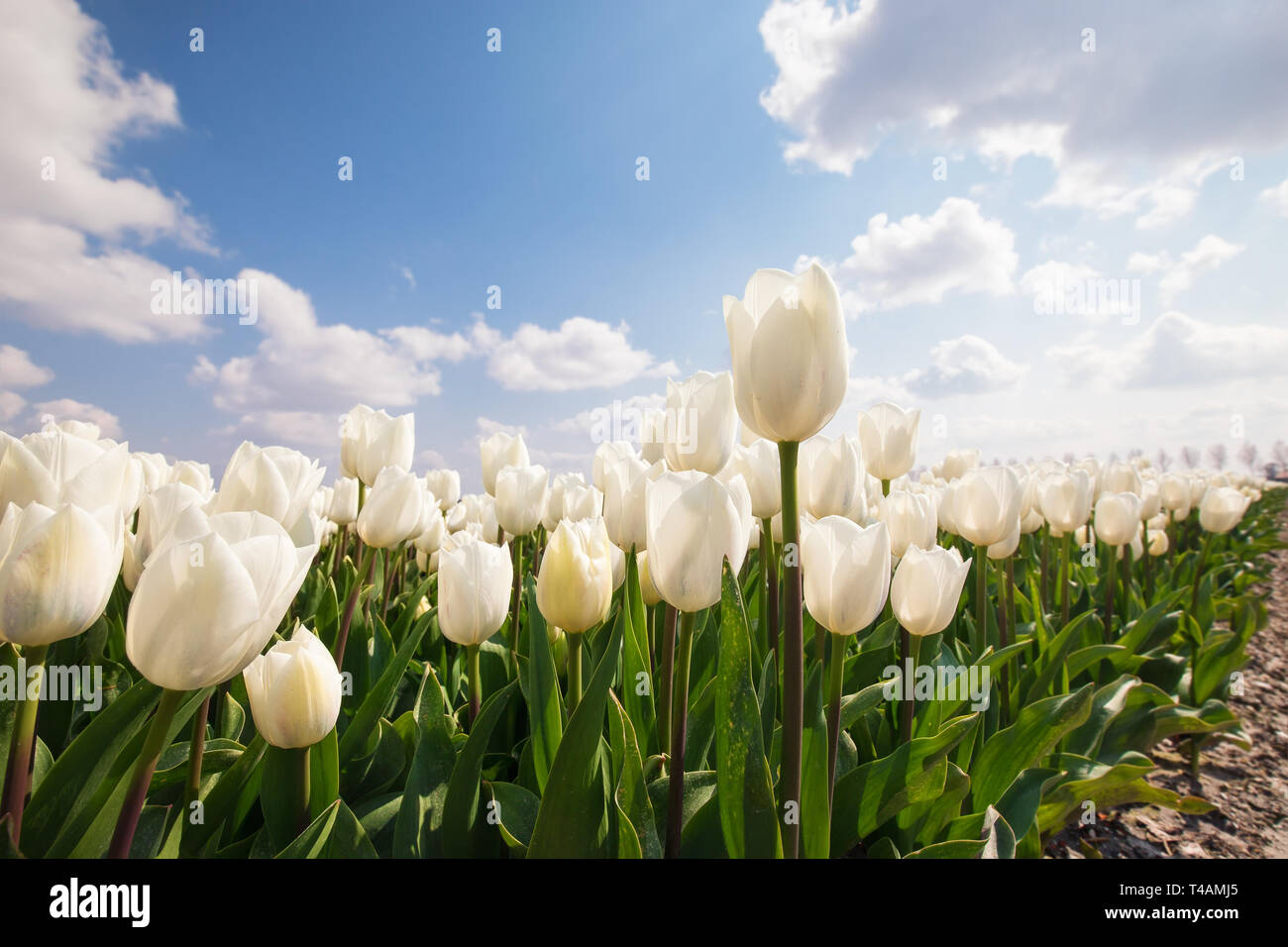 white tulip field an d blue sky, Holland Stock Photo - Alamy
