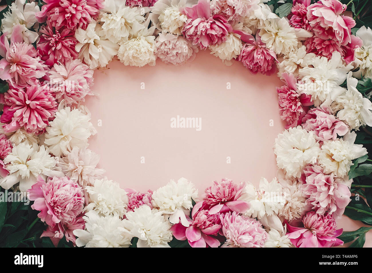 Stylish pink and white peonies frame on pink paper flat lay with space ...