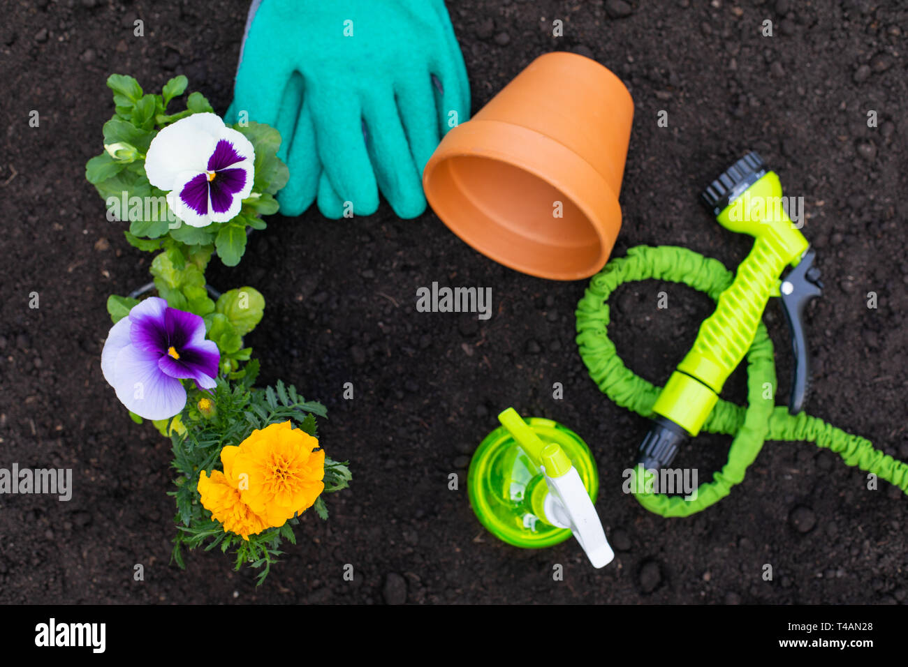 Top view of colorful gardening tools, plant, watering tools on black ...
