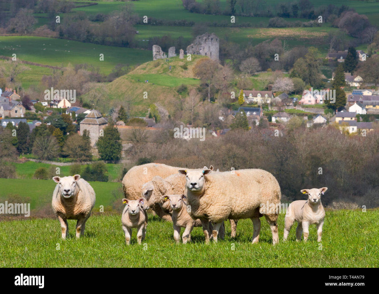 Clun sheep hi-res stock photography and images - Alamy