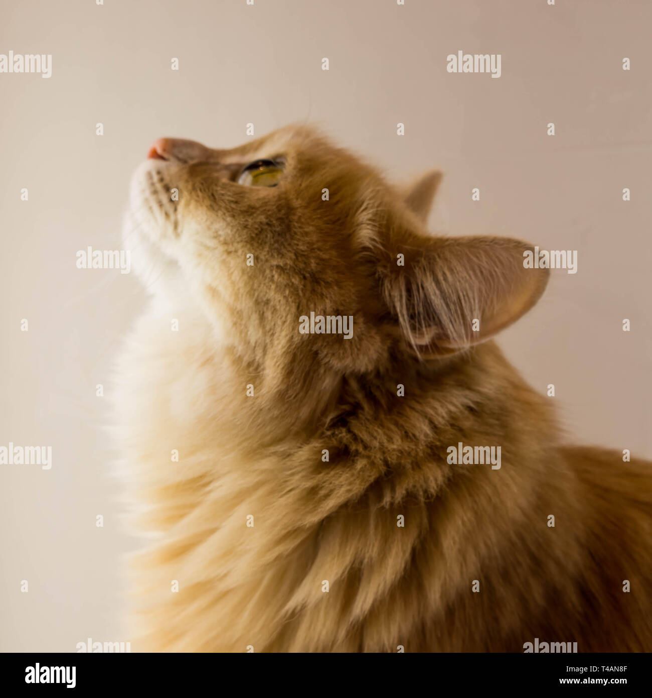 Red furry cat looks up. Profile of a cat Stock Photo - Alamy
