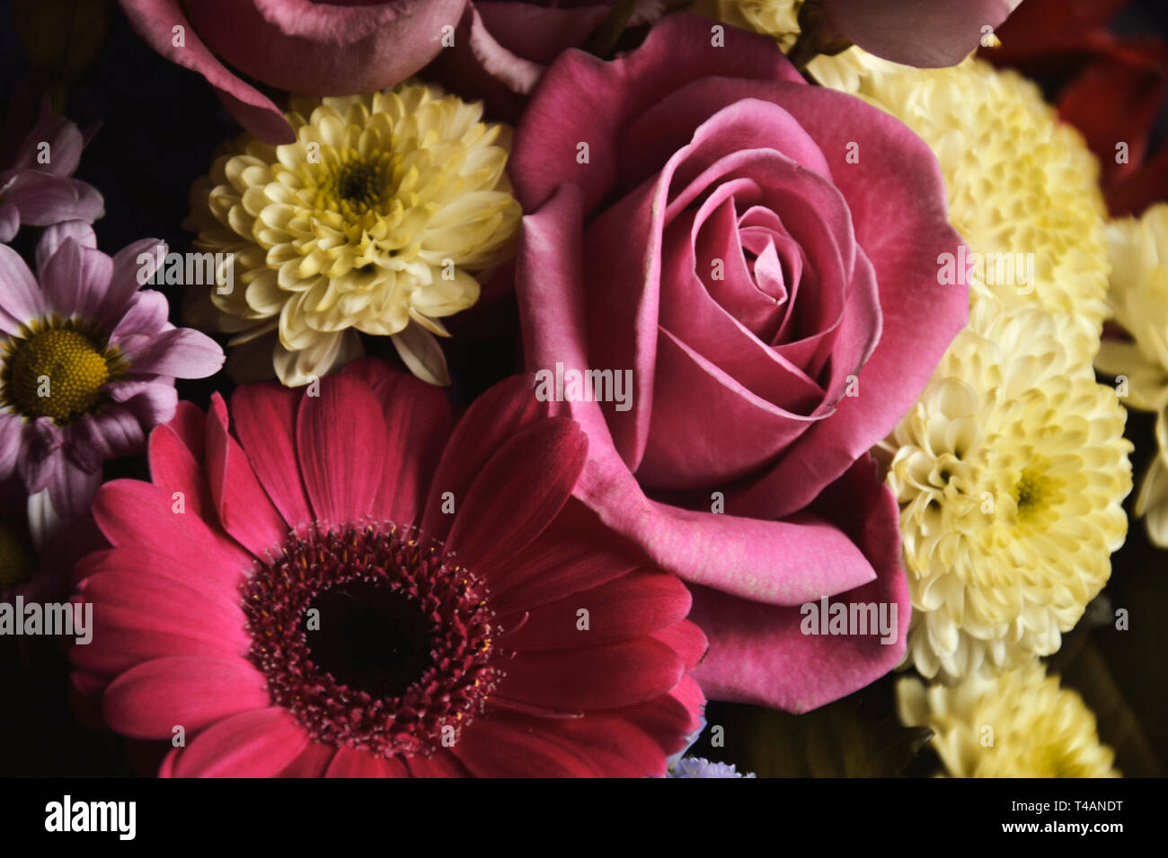 close up flowers Stock Photo - Alamy
