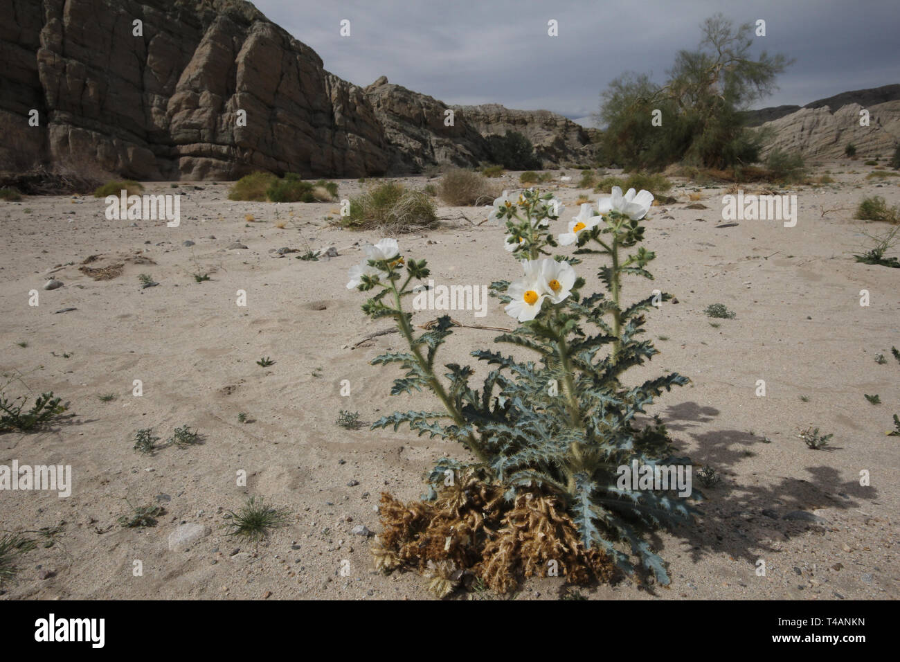 Desert Prickly Poppy Stock Photo - Alamy