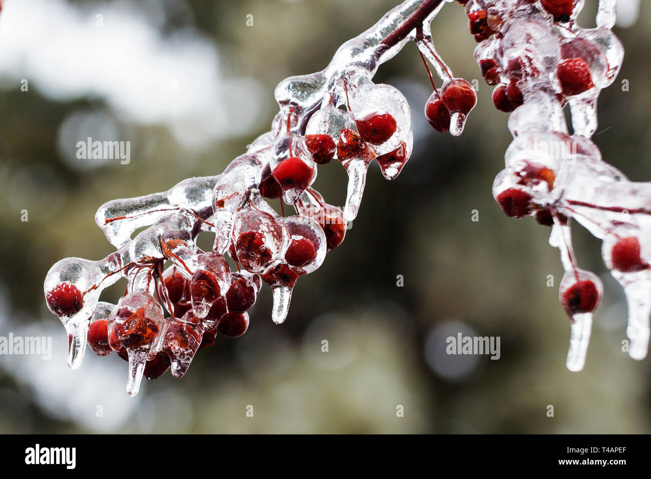 Trees under heavy freezing rain in Quebec, Canada, 9 April 2019 Stock ...