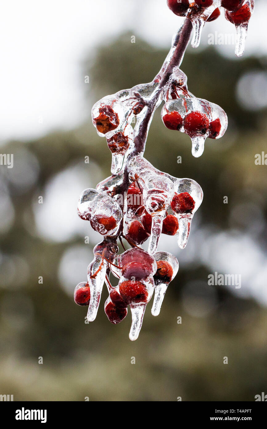 Trees under heavy freezing rain in Quebec, Canada, 9 April 2019 Stock ...