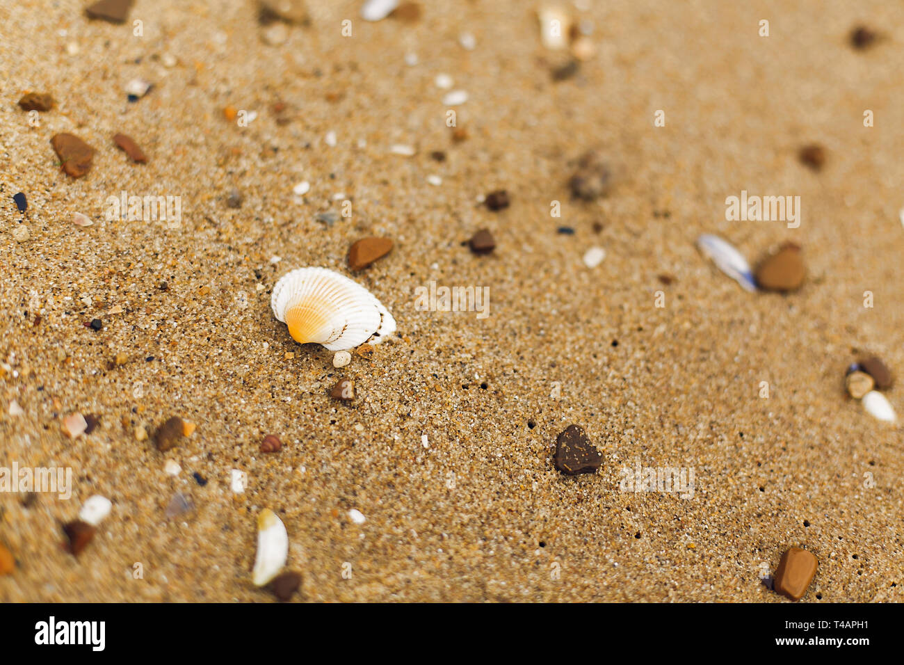 Conch shell on beach bay hi-res stock photography and images - Alamy