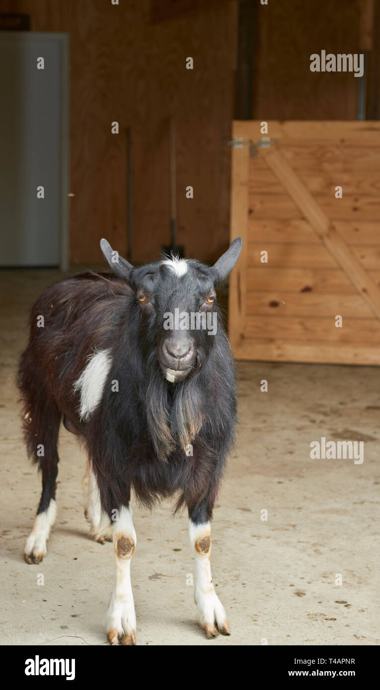 goat standing in barn next to stall door Stock Photo - Alamy