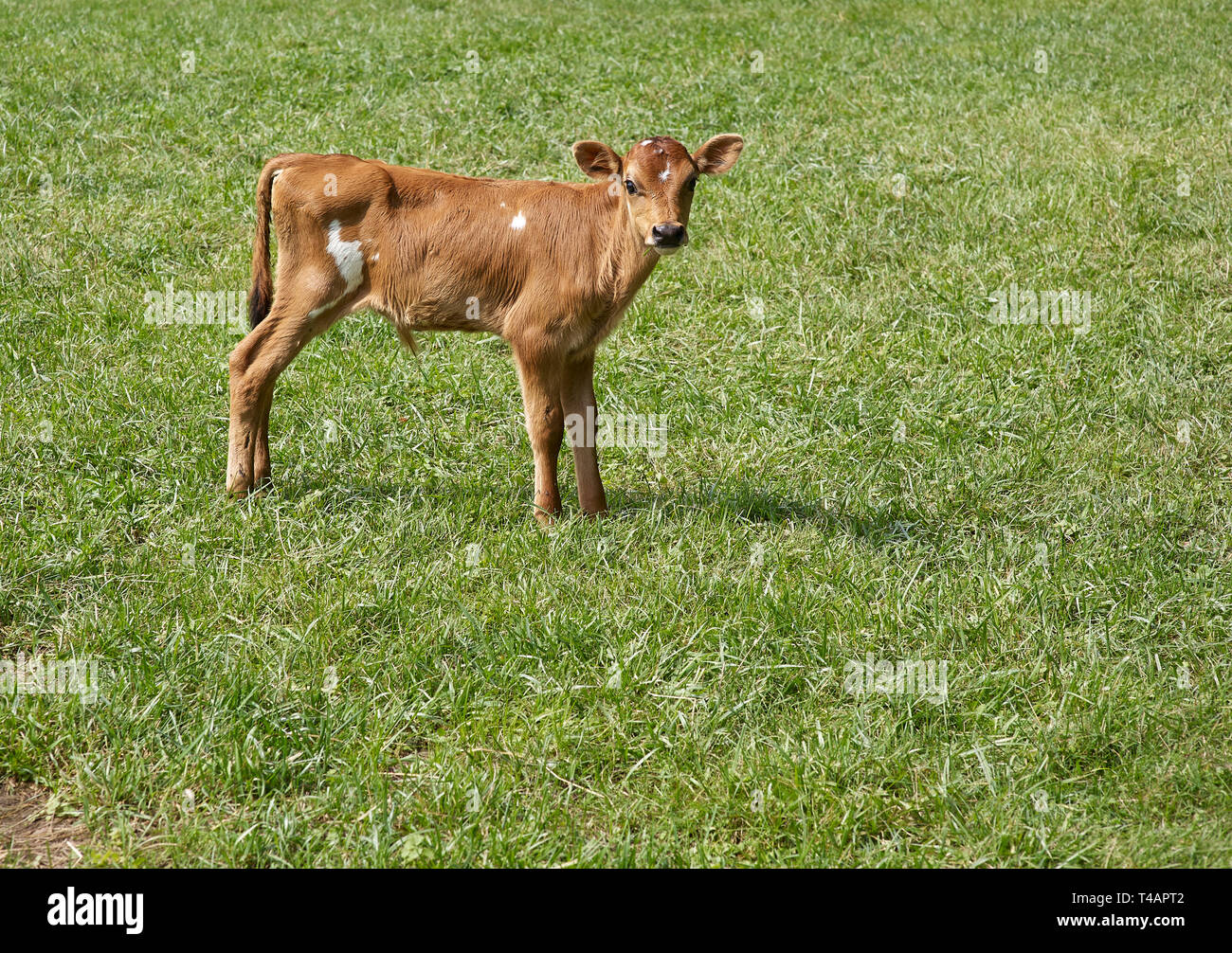 Yearling cow hi-res stock photography and images - Alamy