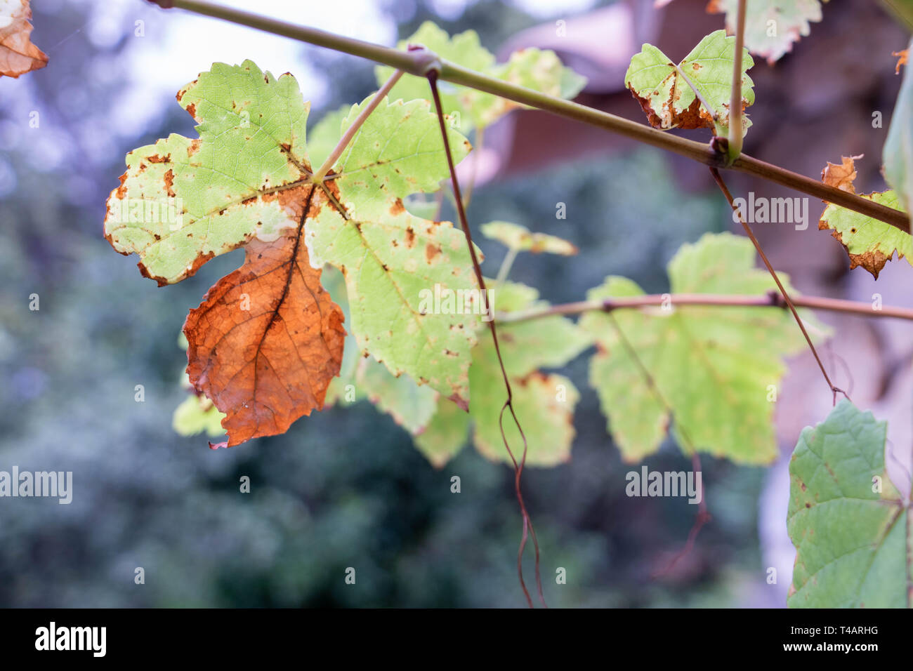 Grape vine disease hi-res stock photography and images - Alamy