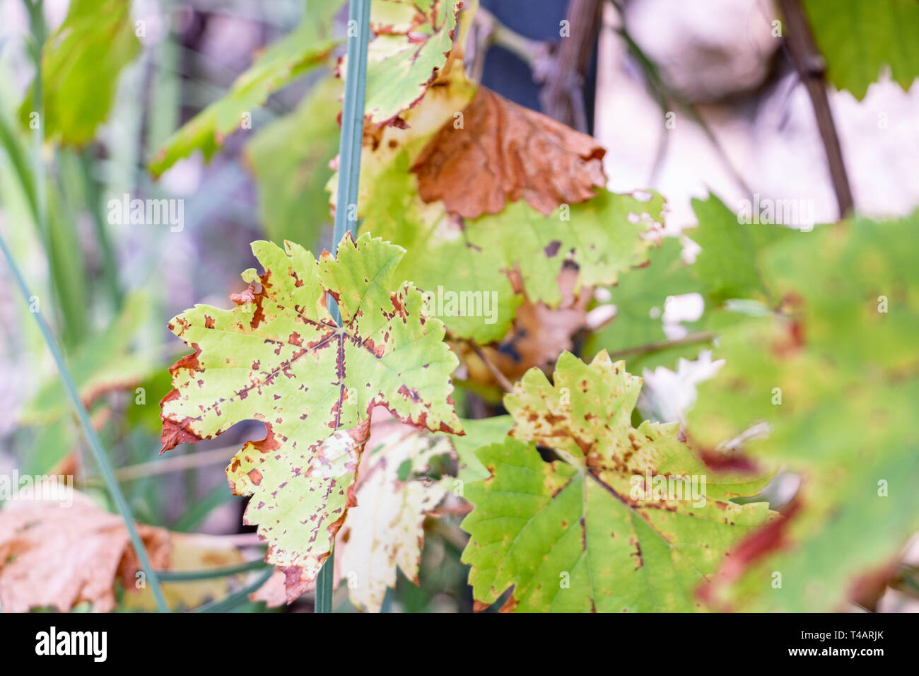 Grape vine disease hi-res stock photography and images - Alamy