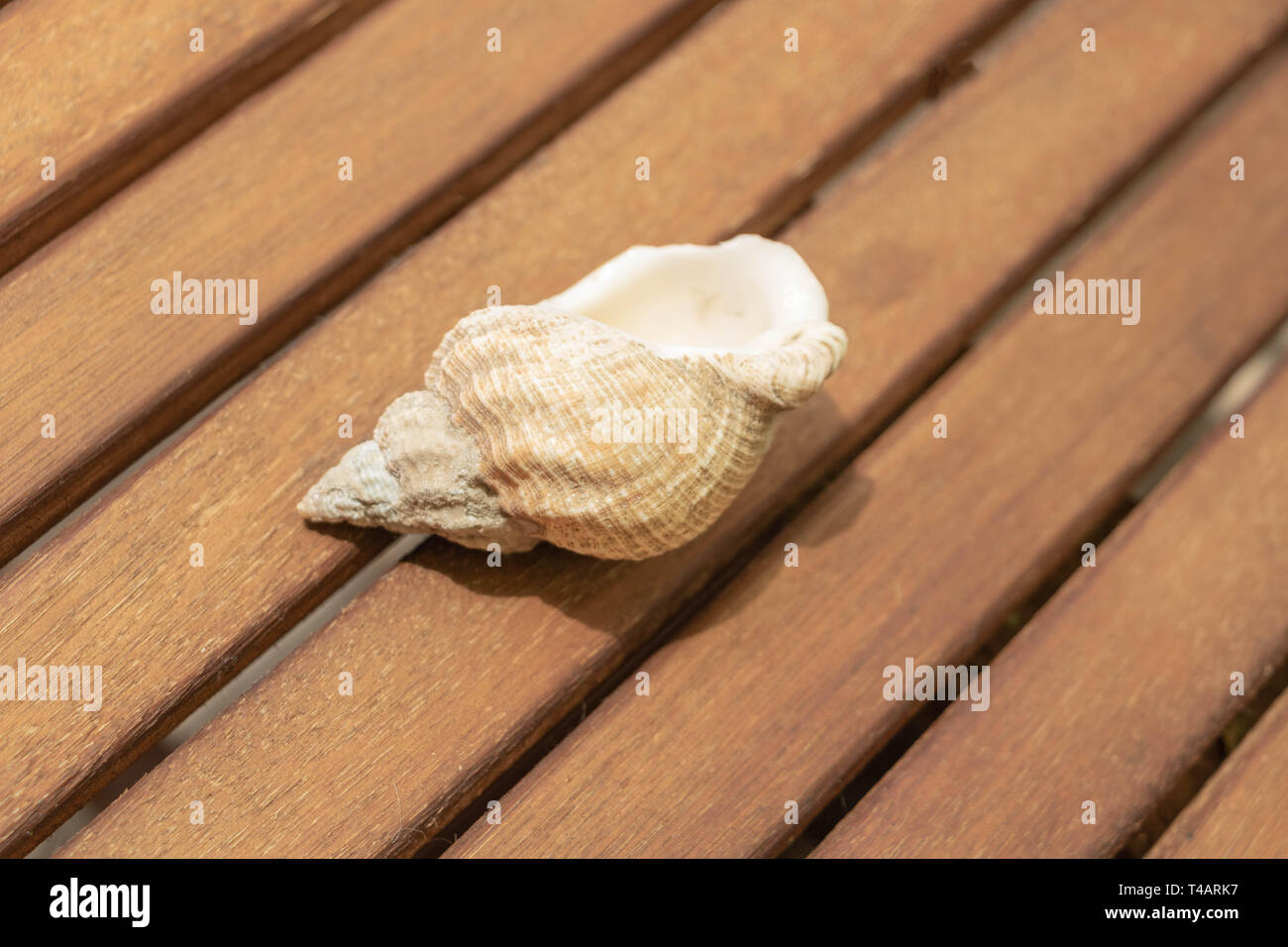 Spiral shell hi-res stock photography and images - Alamy