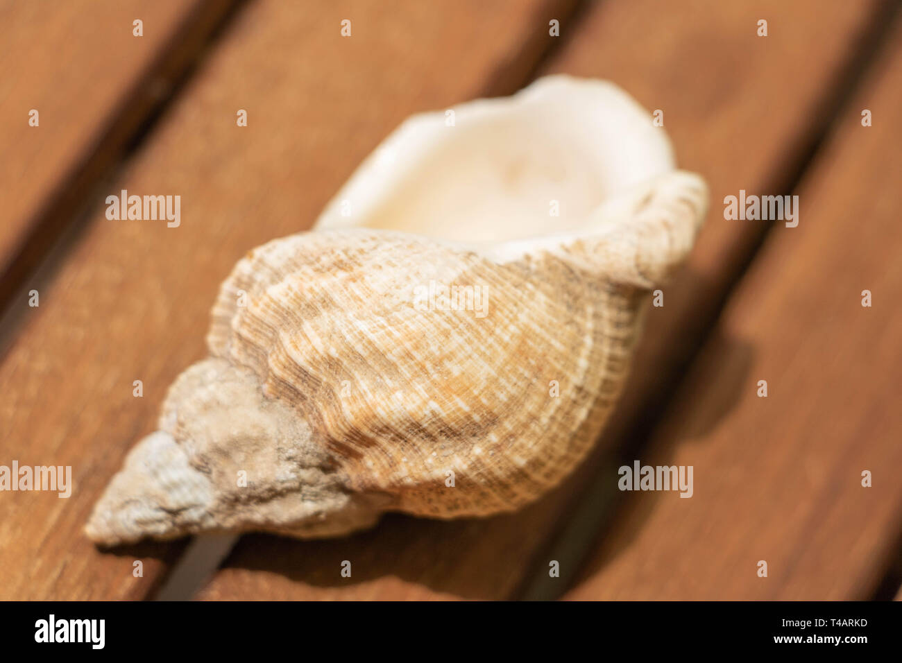 Mollusca spiral hi-res stock photography and images - Alamy