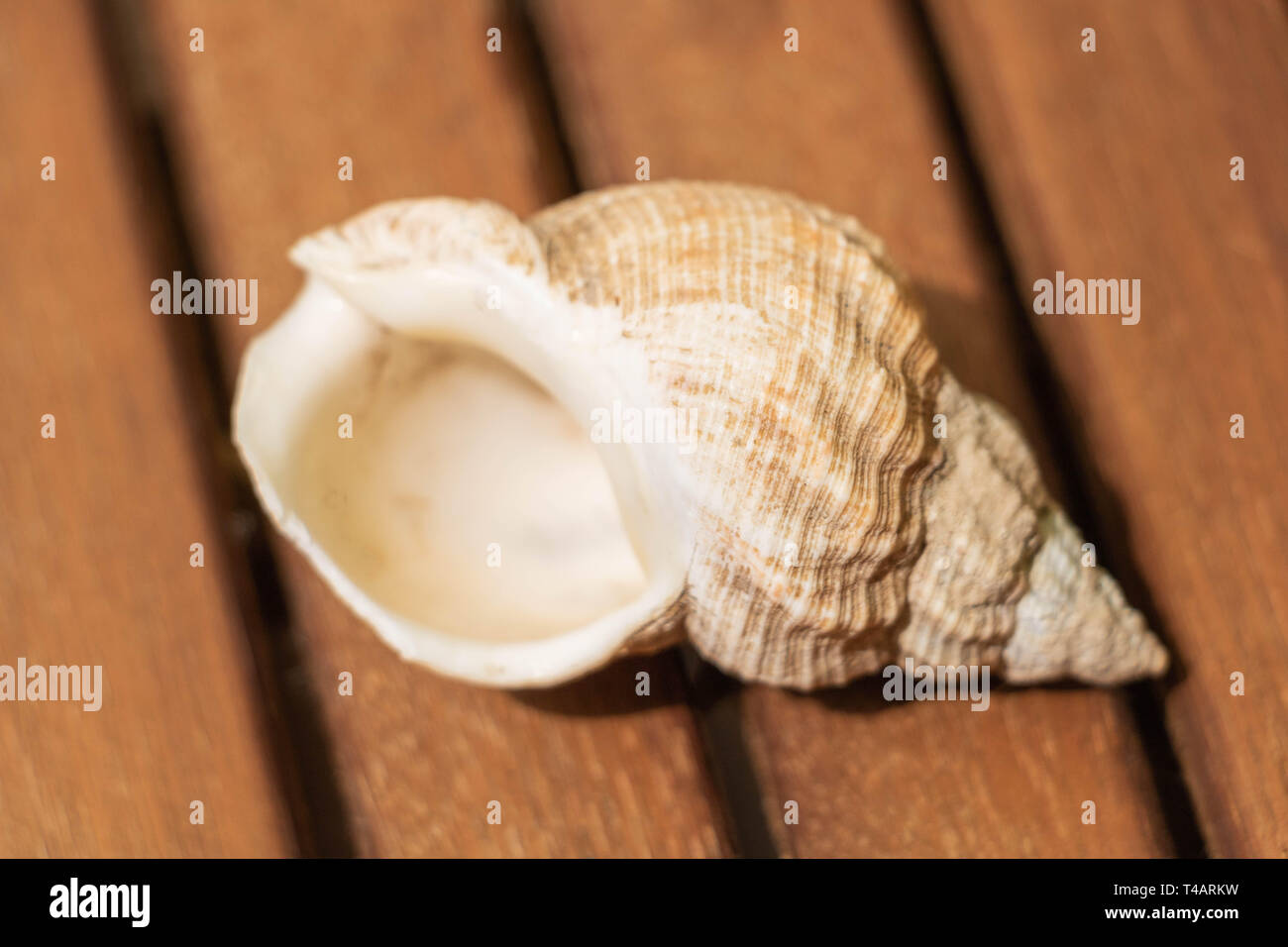 Opening shell hi-res stock photography and images - Alamy
