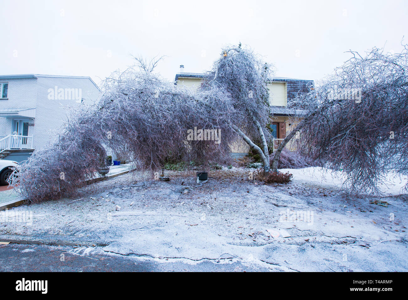 Trees under heavy freezing rain in Quebec, Canada, 9 April 2019 Stock ...