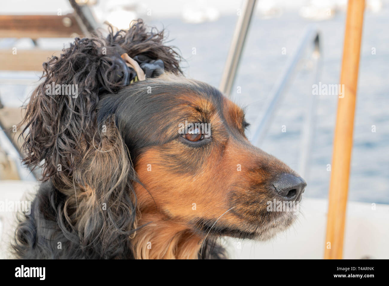 Portrait of dog looking away, with a cannibal hairstyle on the head ...