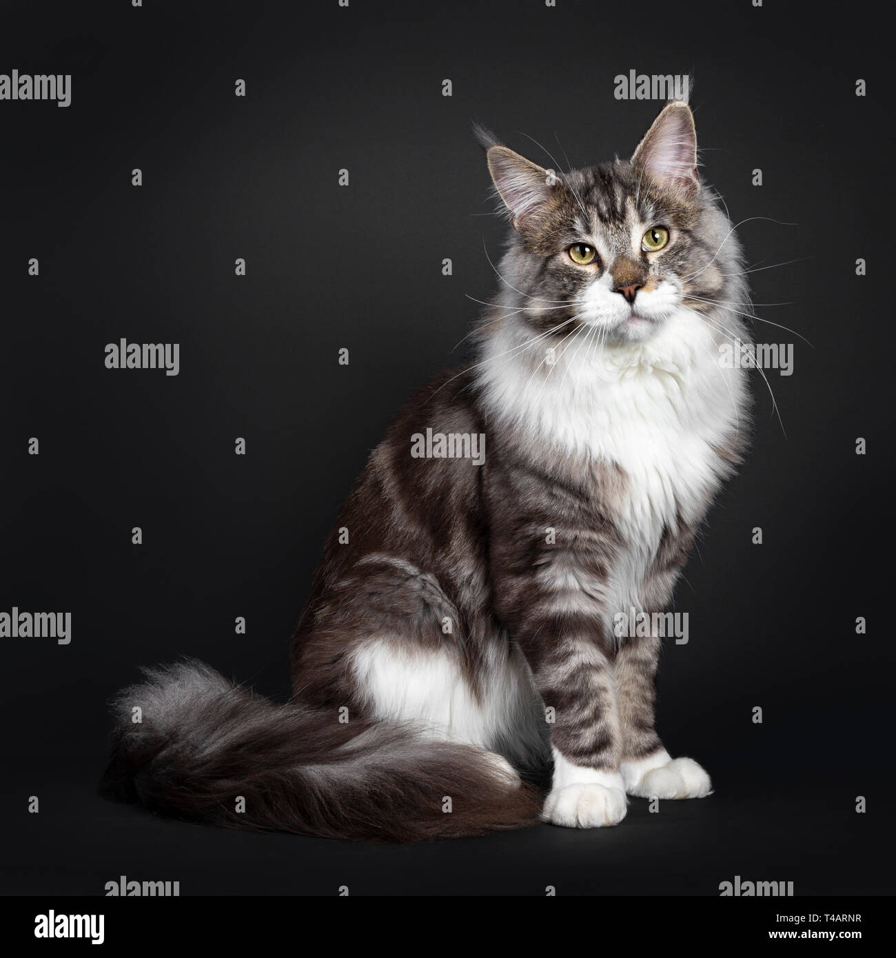 Handsome Maine Coon cat, sitting side ways, looking majestic at camera ...