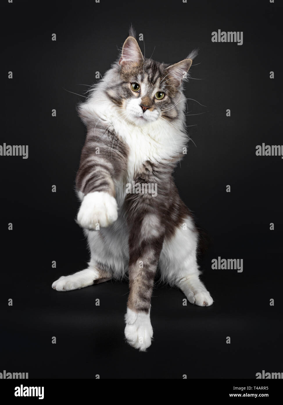 Handsome Maine Coon cat, standing / playing on hind paws, looking ...